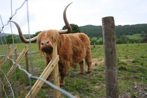Hamish, visita obligada en Argyll | Sobre Escocia : Sobre Escocia